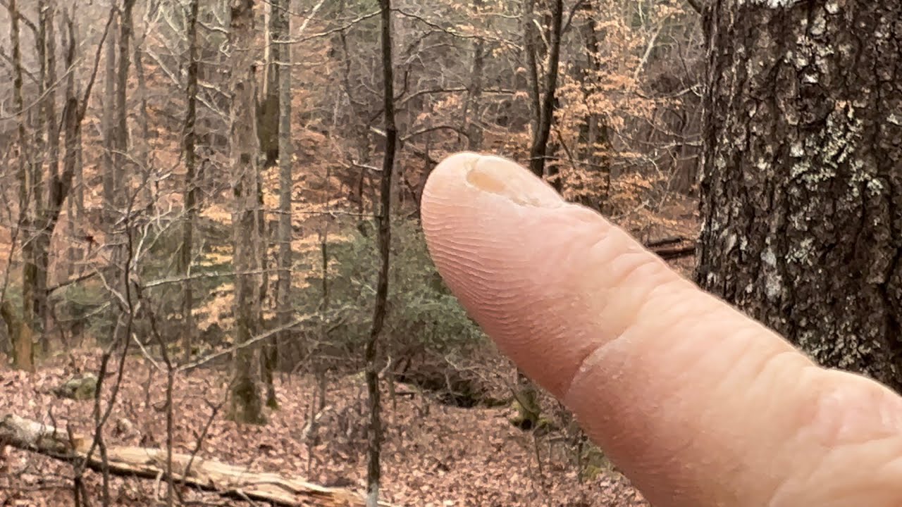 Possible Sasquatch Family Unit During Day.Limbs Pulled and Monkey Slap ...