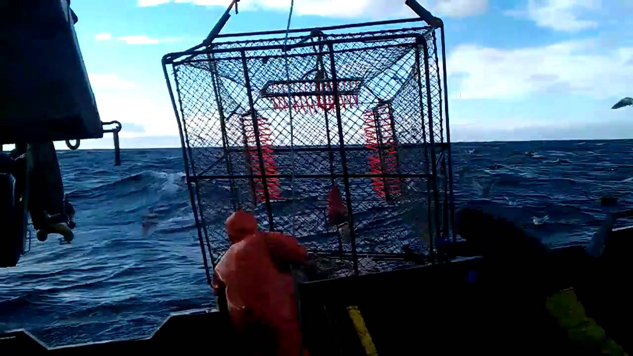 Fish Bleeding With Deadly Accuracy And Speed - YouTube