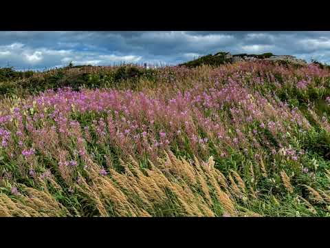 Steve Johnson Newfoundland 2022 08 Port Musgrave to Cape Freels - YouTube
