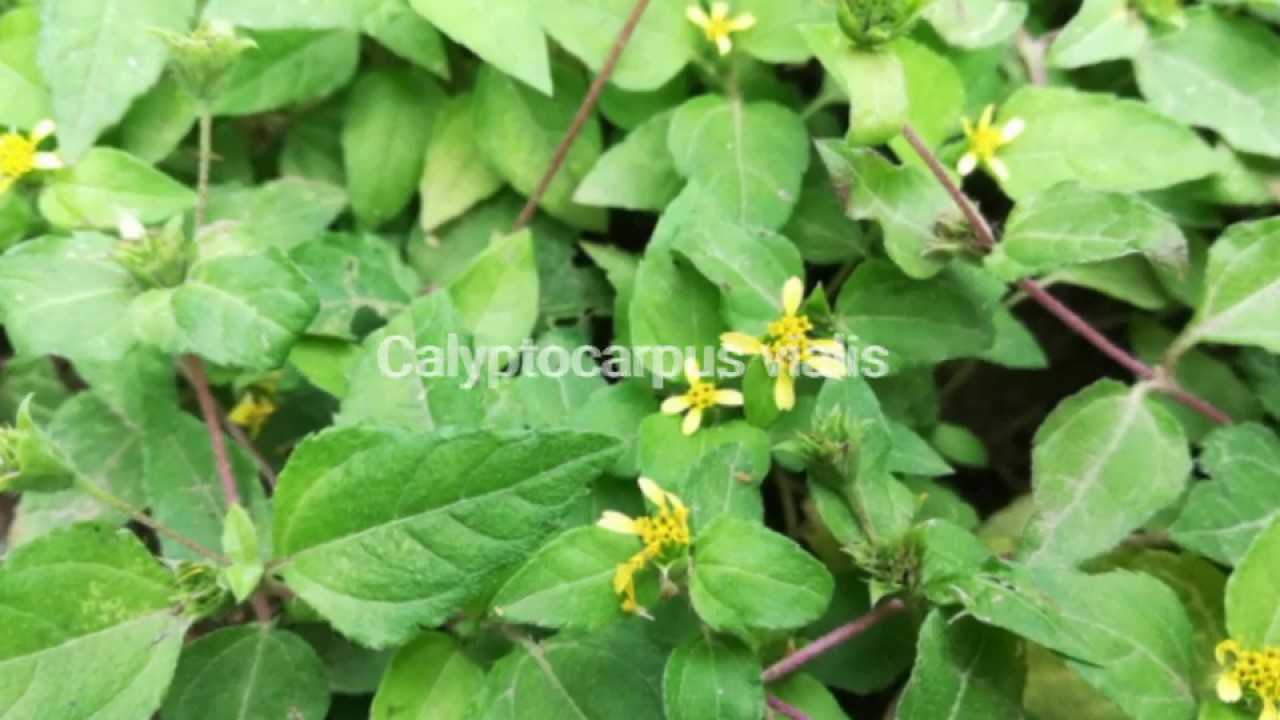 Straggler Daisy, Prostrate Lawnflower,Sprawling Horseweed - YouTube