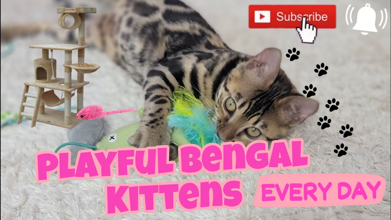 Bengal Kittens | Cat playing daily | Funny Kittens | Cute Cats Video ...