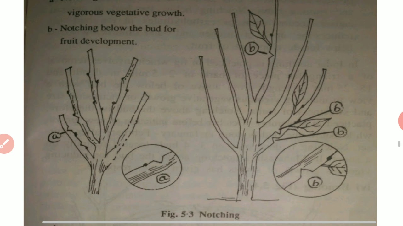 Special practices in fruit crops - Girdling, Notching and Bending ...