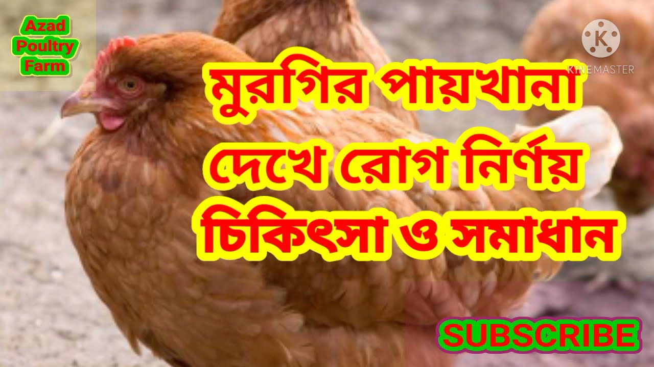 Murgir Paykhana Dekhe Rog Nirnoy || মুরগির পায়খানা দেখে রোগ নির্ণয় ...