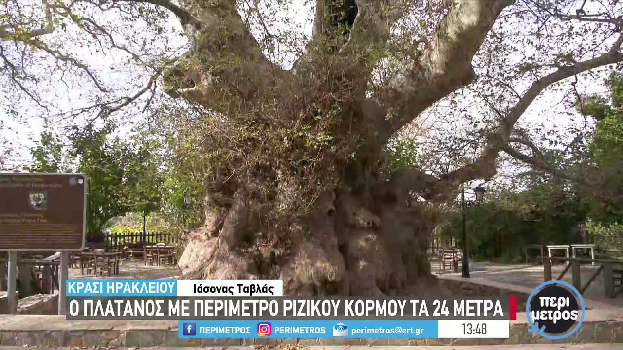 Το χωριό με τον γηραιότερο πλάτανο του κόσμου | 06/11/2023 | ΕΡΤ - YouTube