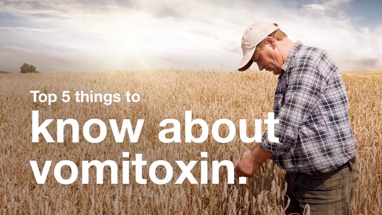 5 Things You Must Know About Vomitoxin - YouTube