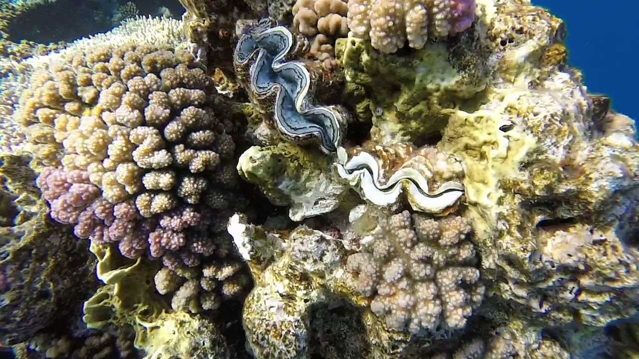 Riesenmuschel Rotes Meer - YouTube