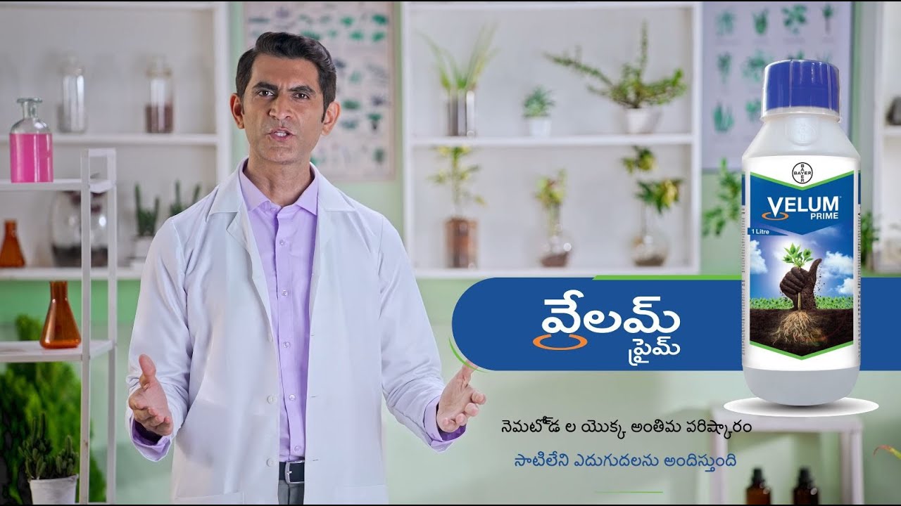 Velum Prime REVOLUTIONIZES Nematode Control in Tomatoes! - (Telugu ...
