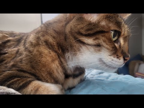 Nose Boop For A Kokoa Bear! - YouTube