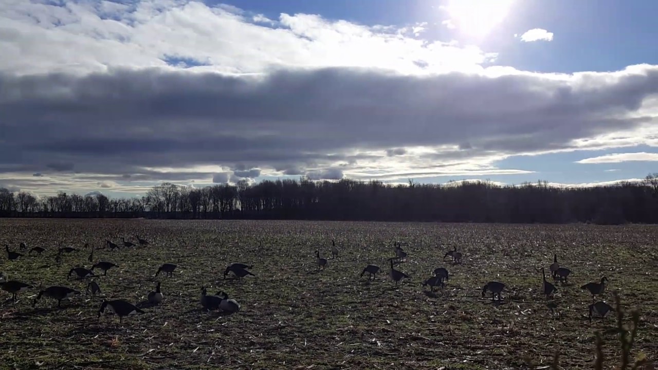 Goose Haven Farms Chestertown MD - YouTube