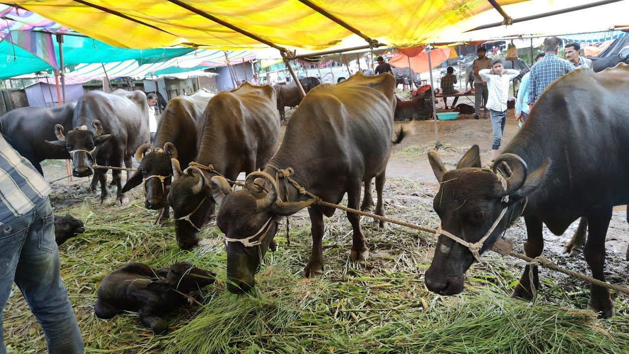 24 अगस्त #धुंधडका_पशुमंडी दिन शनिवार से #मुर्रा #भैंसे की ताजा #updet # ...