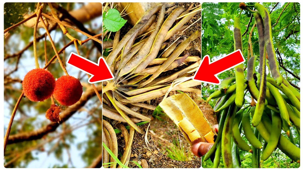 The Secret Superfood: Discover the Power of Dawadawa Fruit in Ghana ...