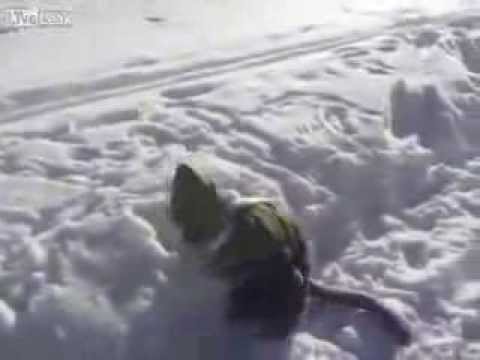 Monkey in Russia   Rusya Maymun   Funny   Cute Monkey