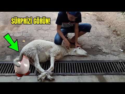 Kurban Bayramı İçin Sokakta Koyun Kesmek İsteyen Zavallı Gencin Başına Gelenleri İzleyin!