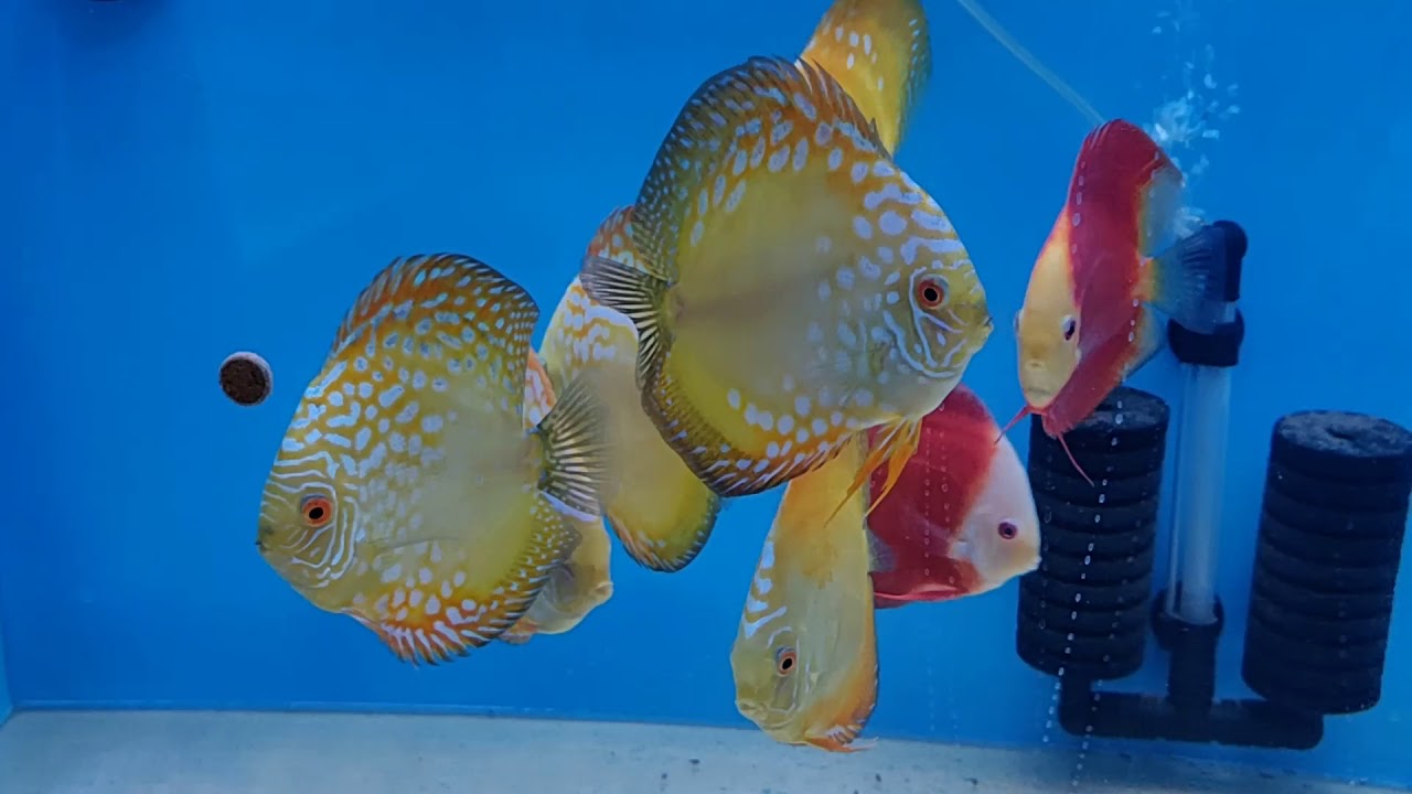 Yellow Panda discus fish 5" - YouTube