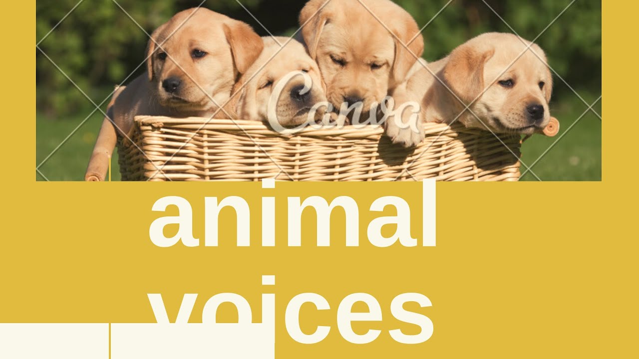 How do animals talk? Animal sounds - YouTube