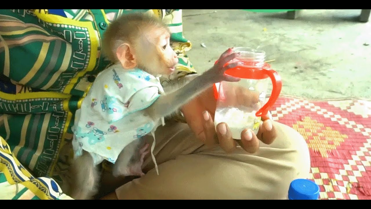 Cute little baby Leo Monkey eating milks after toke shower - YouTube