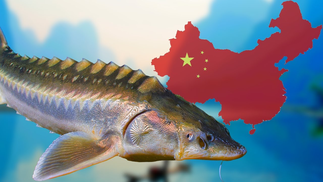 5 Ancient Animals that went Extinct in China - YouTube