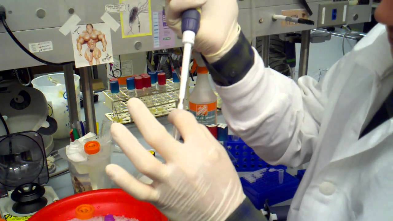 electroporation the actual transformation - performed a second time ...