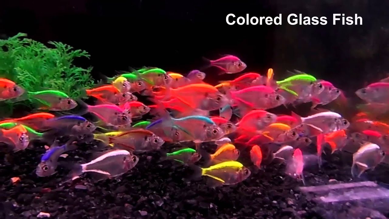 colored glassfish - YouTube