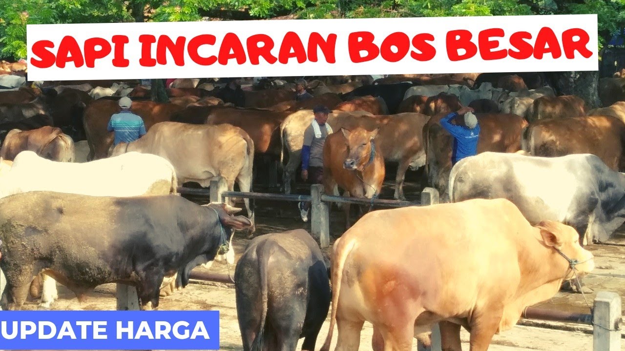 SAPI SUPER INCARAN @ SETIA FARM - YouTube