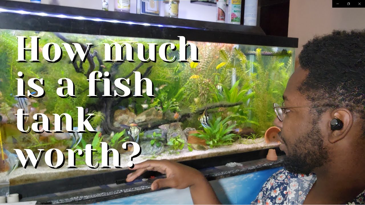 $1000 FISH TANK | How much is YOUR tank worth? - YouTube