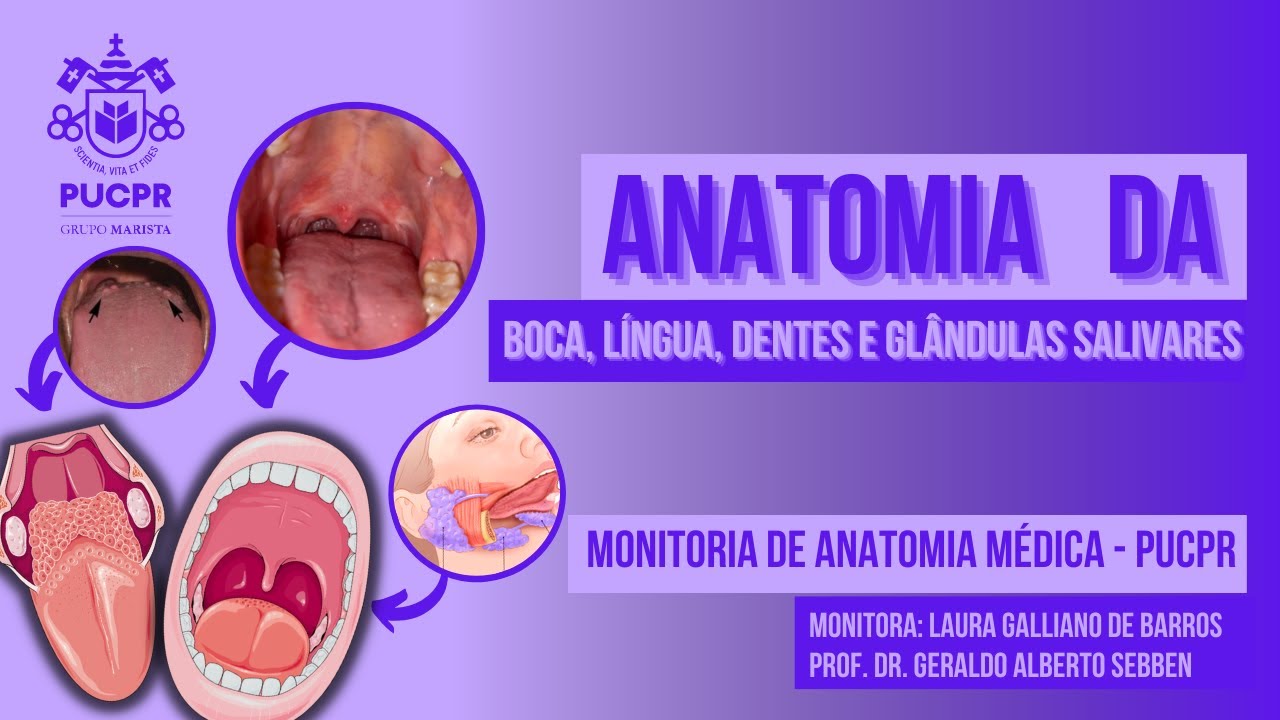Boca, Língua, Dentes e Glândulas Salivares - Monitoria de Anatomia ...