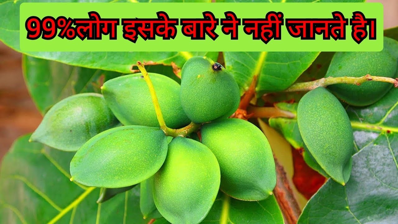 pista badam ka paudha kaisa hota hai .pista badam tree #viral # ...