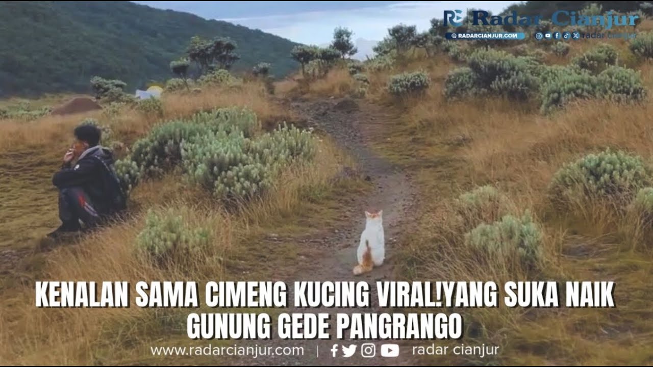 KENALAN SAMA CIMENG! KUCING VIRAL YANG SUKA NAIK GUNUNG - YouTube