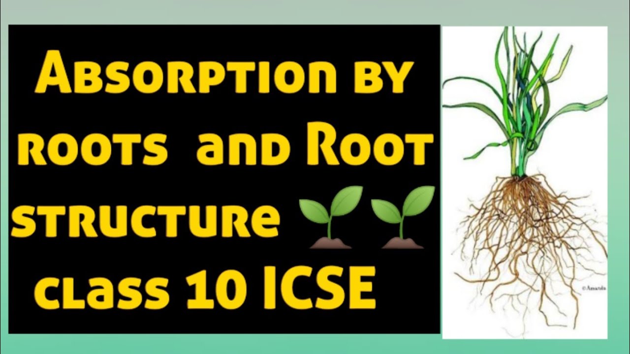 Absorption By Roots | Structure of Root by shiksha - YouTube