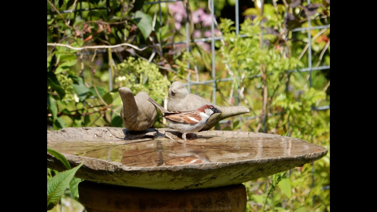 sparrows taking a bath | musjes aan het badderen - YouTube
