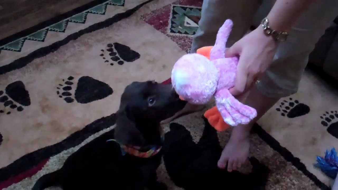Roxy's New Dog Toy - YouTube