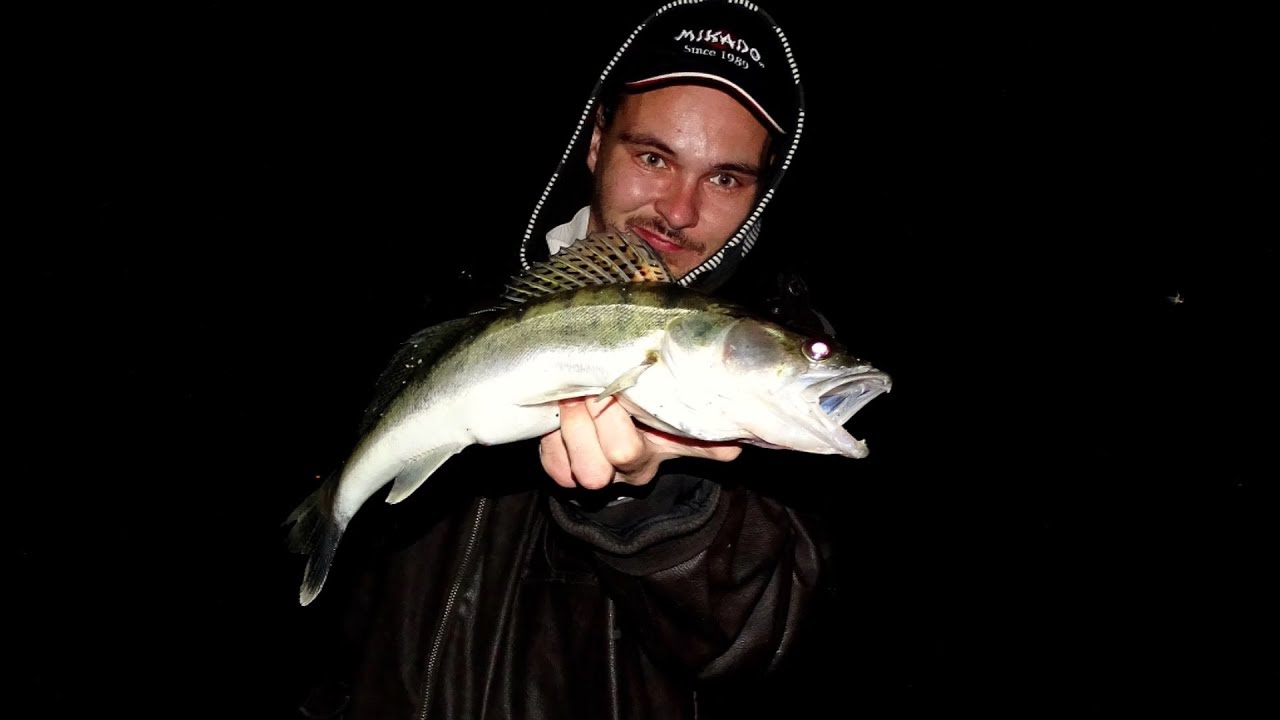 Wie fängt man Zander Tipps & Tricks zum Gerät, Köder, Stellenwahl - YouTube