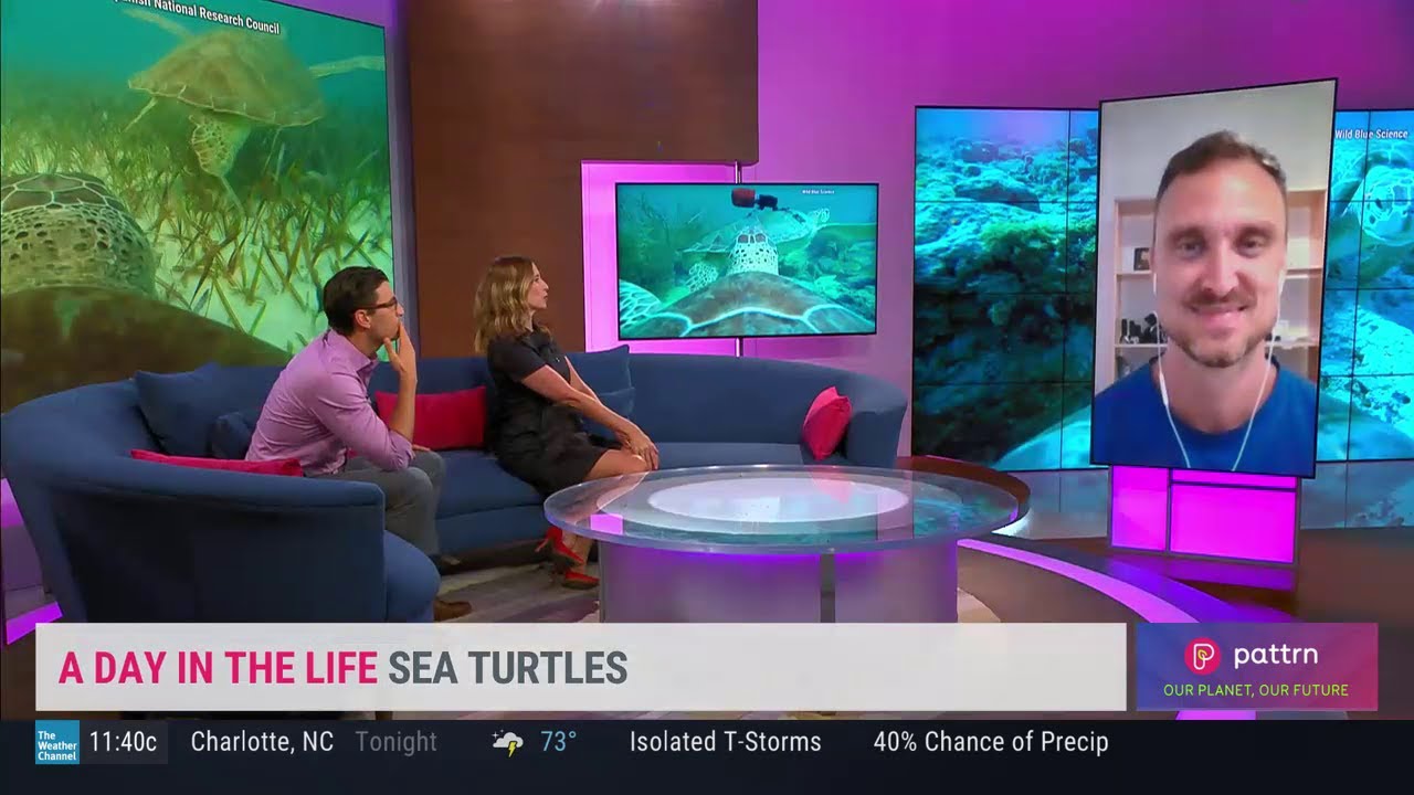 A Day In The Life Of A Sea Turtle - Nathan J. Robinson Interviewed on ...