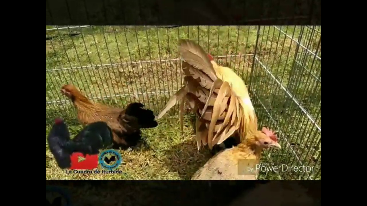 Gallitos Aztecas La Cuadra De Iturbide criadero kikiriki Inolvidables ...