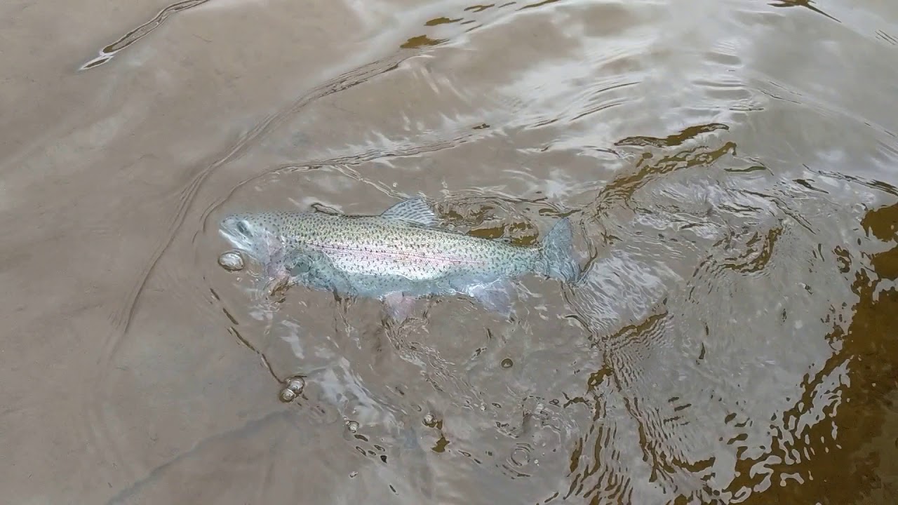 Timothy lake - YouTube