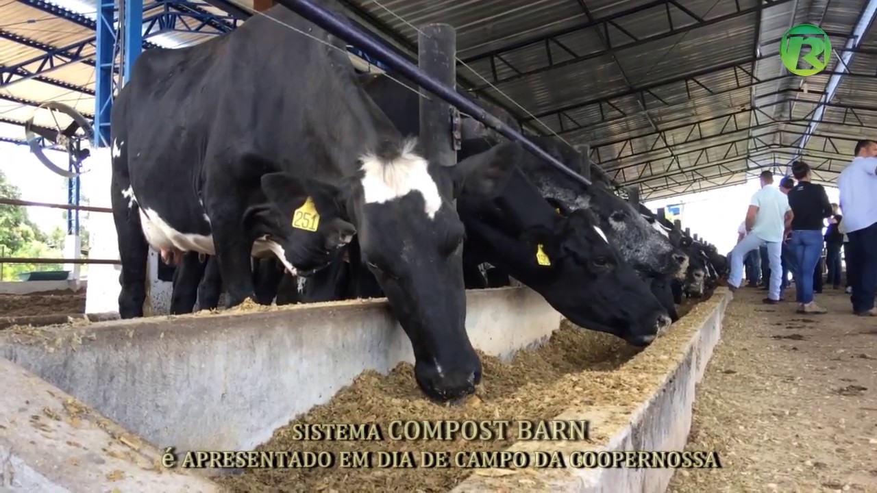 COMPOST BARN NO CONFINAMENTO DE VACAS LEITEIRAS dia de campo ...