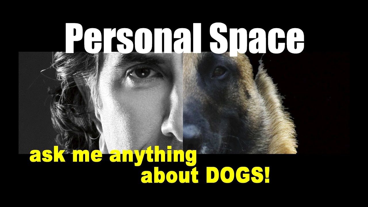 What s BEST Way To Teach A DOG Personal Space Ask Me Anything Dog what-s-best-way-to-teach-a-dog-personal-space-ask-me-anything-dog