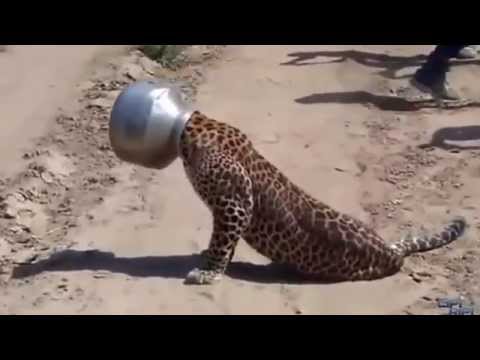 Belgesel Hindistan da Leopar Komik durumda