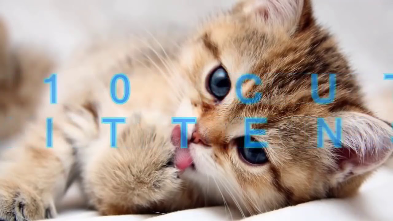 crazy cute cat's - YouTube