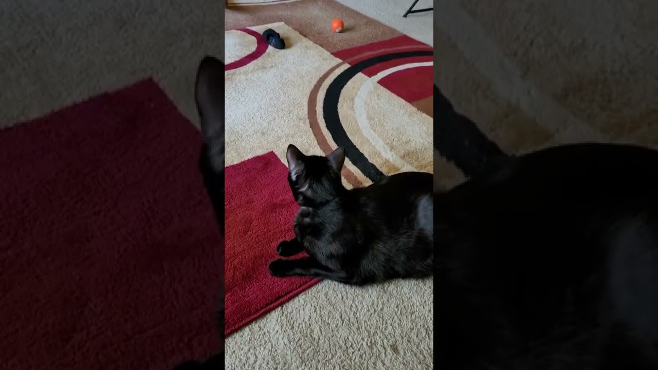 SUS CAT PART 33! SUSSY CAT WATCHES BALL WITH AMOGUS IMPOSTER?!? GOES ...