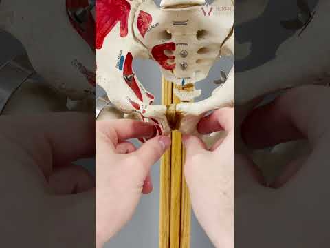 Male vs Female Pelvis | Can You Tell the Difference? | #shorts