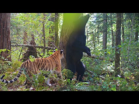 Ussuri brown bear and Amur tiger from Bikin National Park.