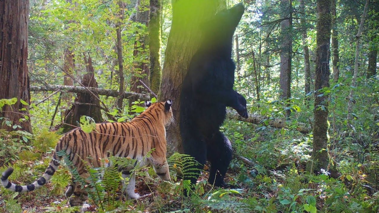 Ussuri brown bear and Amur tiger from Bikin National Park. - YouTube