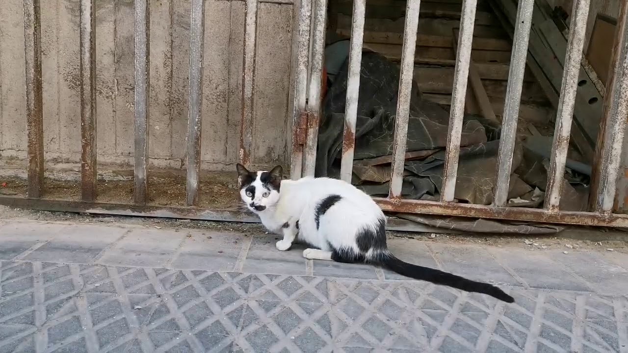 Random Stray Cat - YouTube