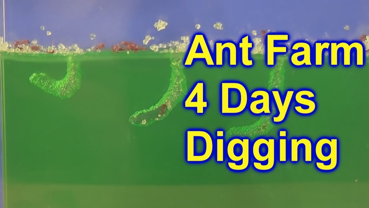 Ant Farm Video 4 Days Digging - YouTube