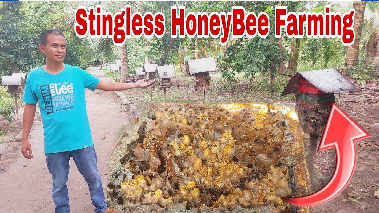 Stingless Honeybee Farming in the Philippines - YouTube