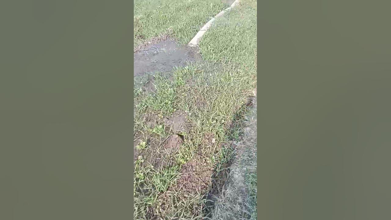 Gehu ke khet me Pani chala raha he - YouTube