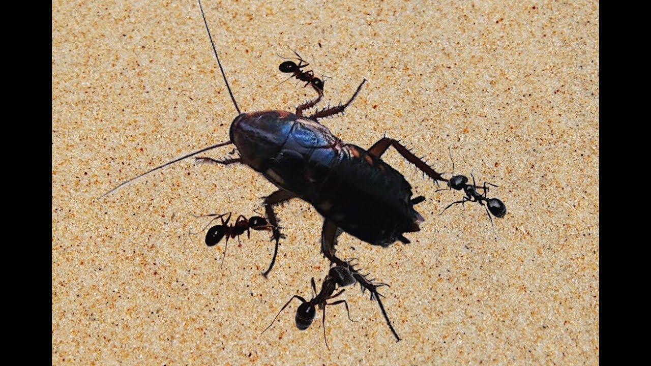 ANTS VS COCKROACH - YouTube