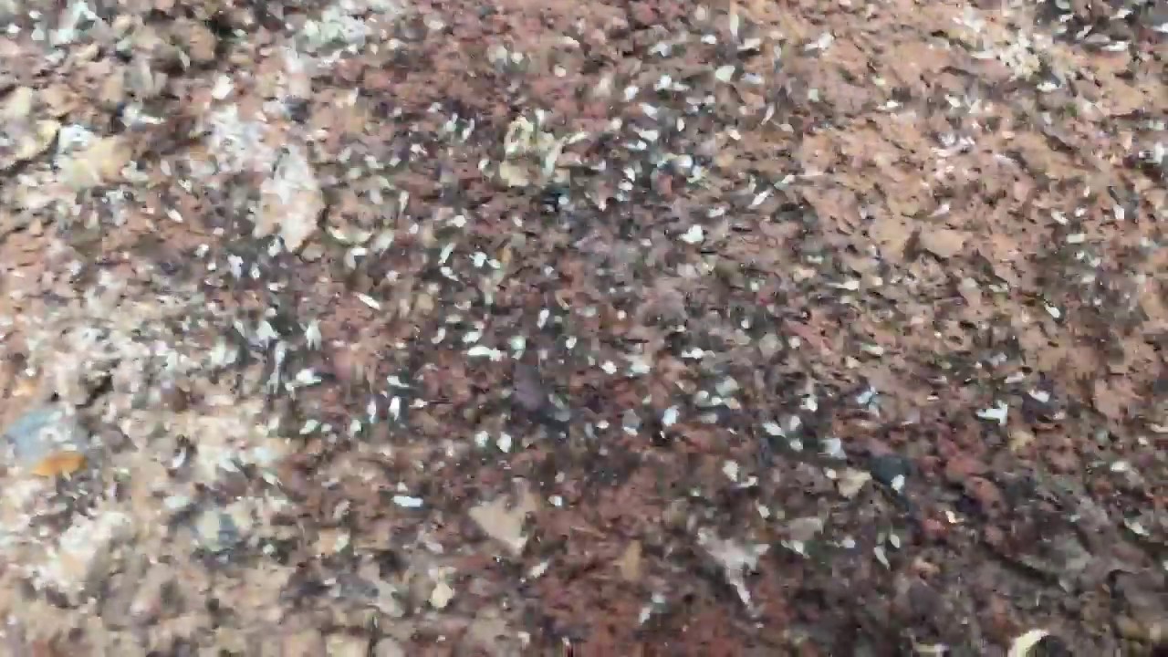 Ant Colony Chaos - YouTube