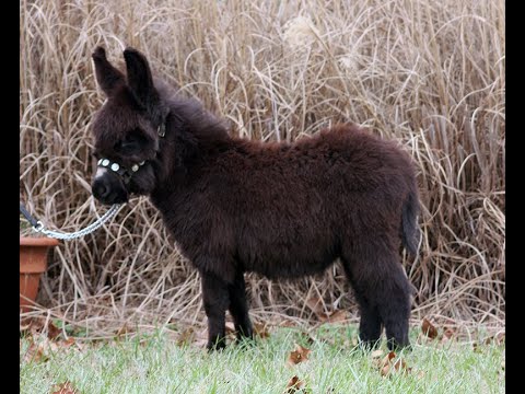 SAMD The Pryce is Right - YouTube